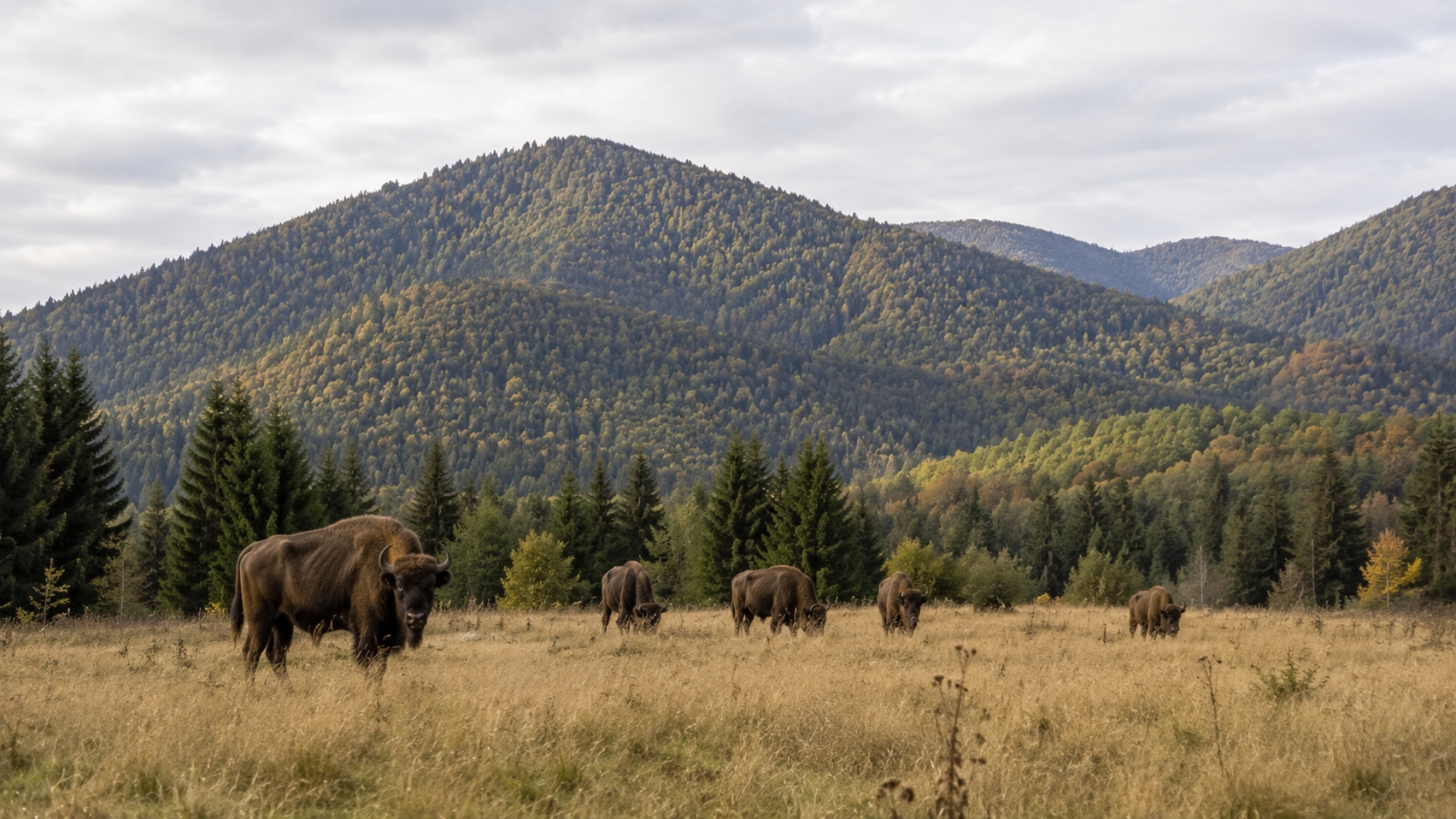 Romania’s bison comeback is becoming a community story
