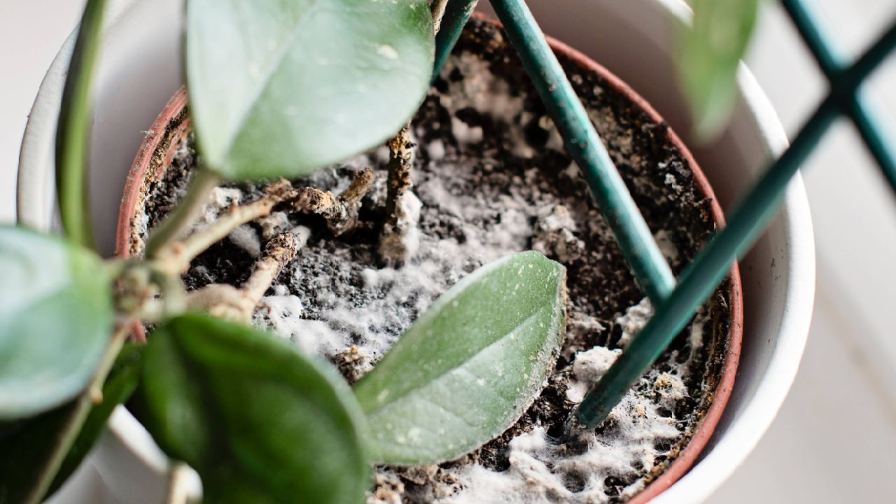I spotted fuzzy white mold on my houseplant soil—here's how I fixed it ...