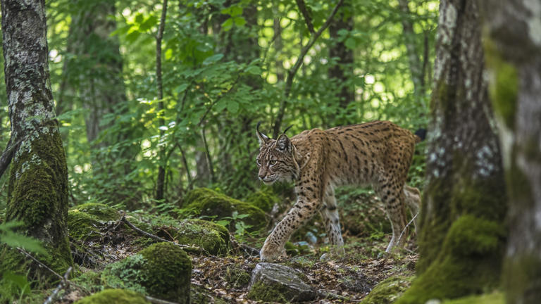 A soltura de um lince órfão na França mostra a fragilidade do retorno ...