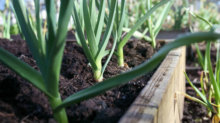 The fast-growing veggie you can still plant in June for a quick and ...