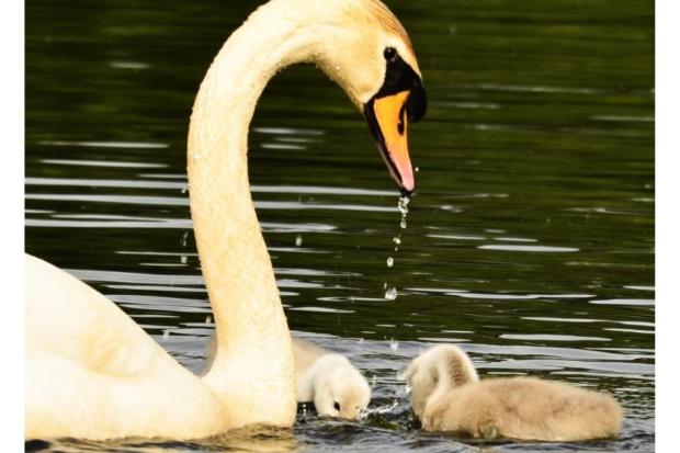 Swan charity 'saddened' as 2 young swans killed in rowing incident
