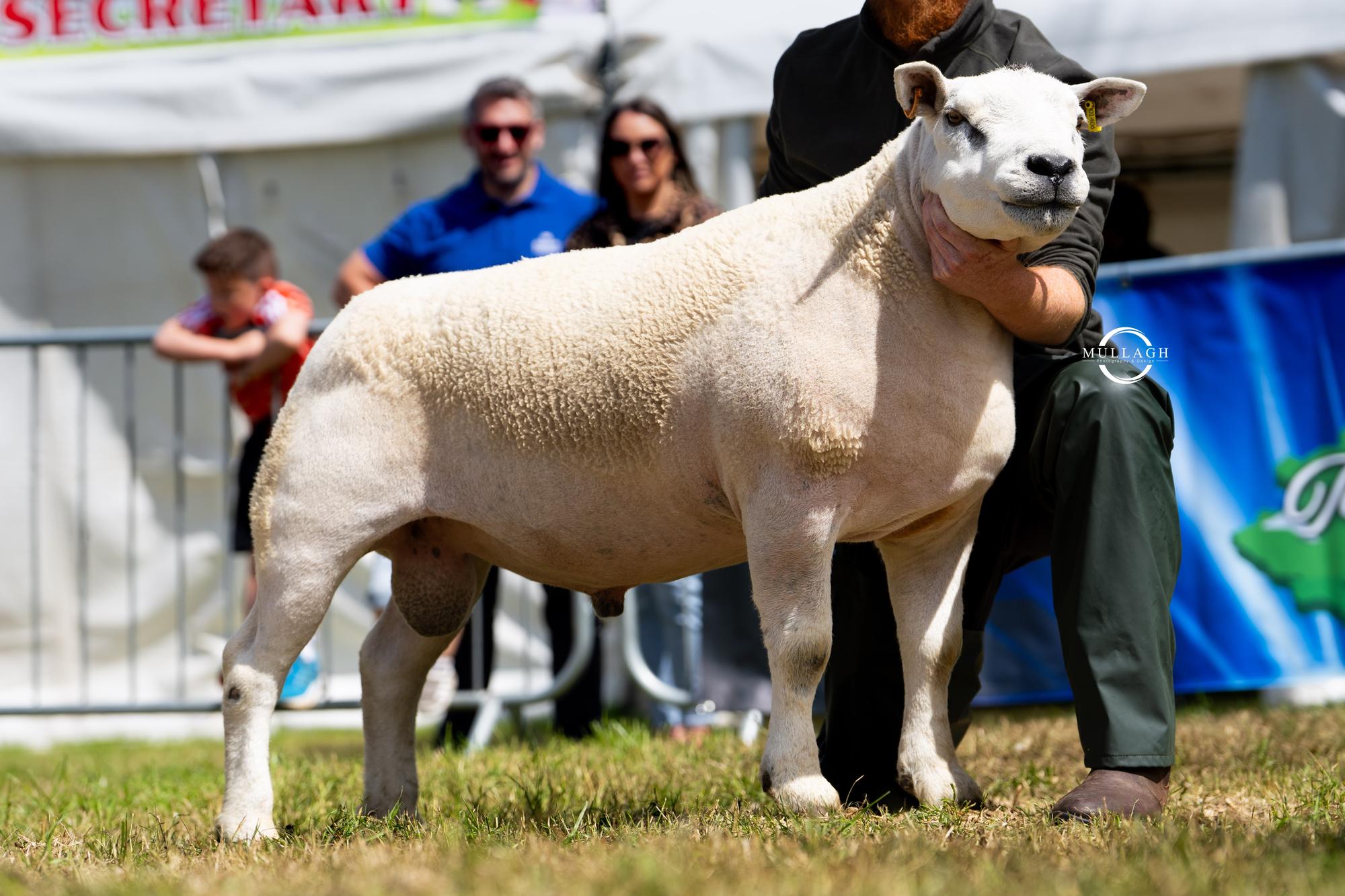 Corbo Flock claims Galloway & MacLeod and Provita Animal Health ...