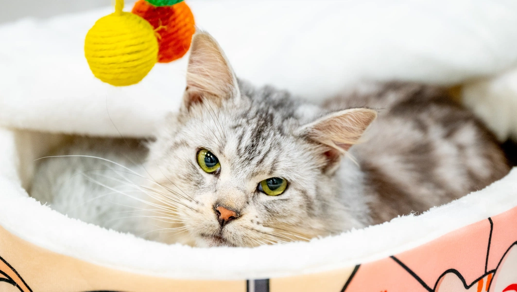 Keeping your indoor cat endlessly entertained