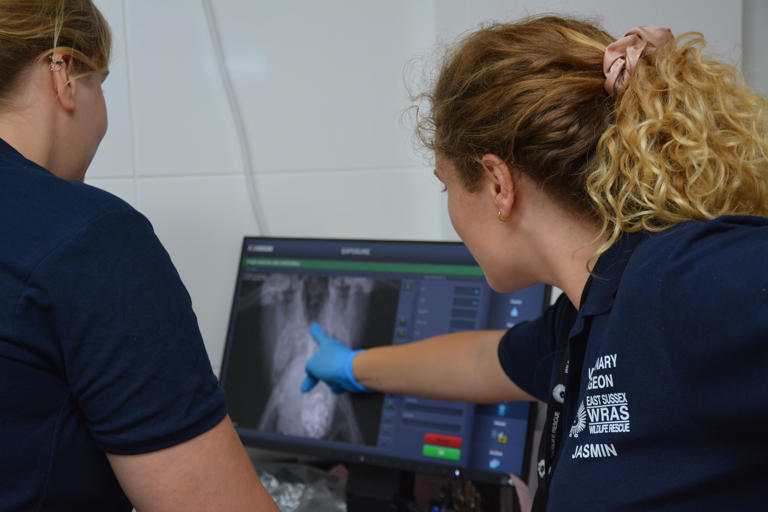 Wildlife rescue charity launches urgent X-ray appeal after vital ...
