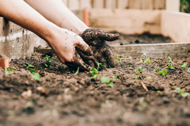 Gardeners share bulb planting trick to cut summer mess