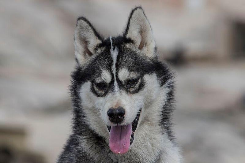 These 13 gorgeous dog breeds have stories far tougher than their ...