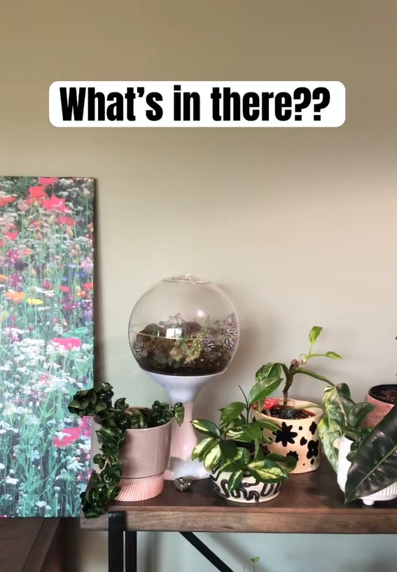 Terrariums with begonias | Beautiful indoor plant setup