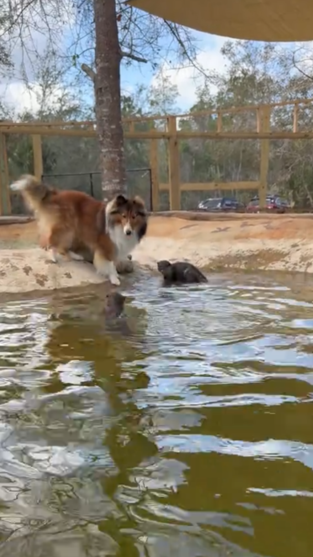 Cute otter brothers bring nonstop energy to pool adventures