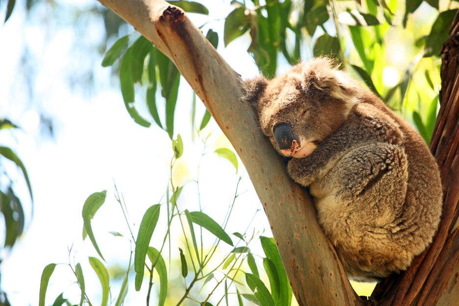 There are too many koalas in South Australia. Scientists have a ...