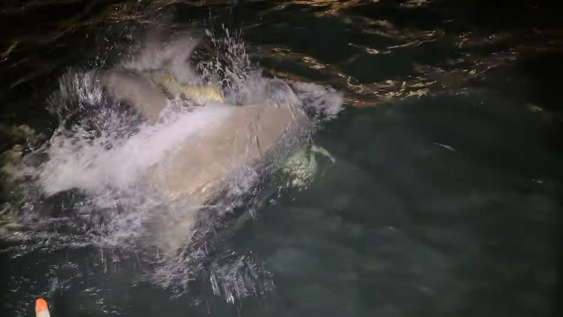 This is the moment when Bull shark came out of nowhere... and grabbed ...