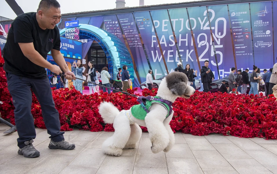 Shanghai's dog preschool trend reflects China's booming pet market