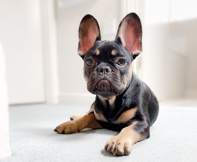 12 dog breeds that require extra caution around pools, lakes, and beaches
