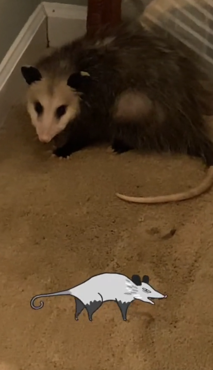 Bandit and the intruding opossum