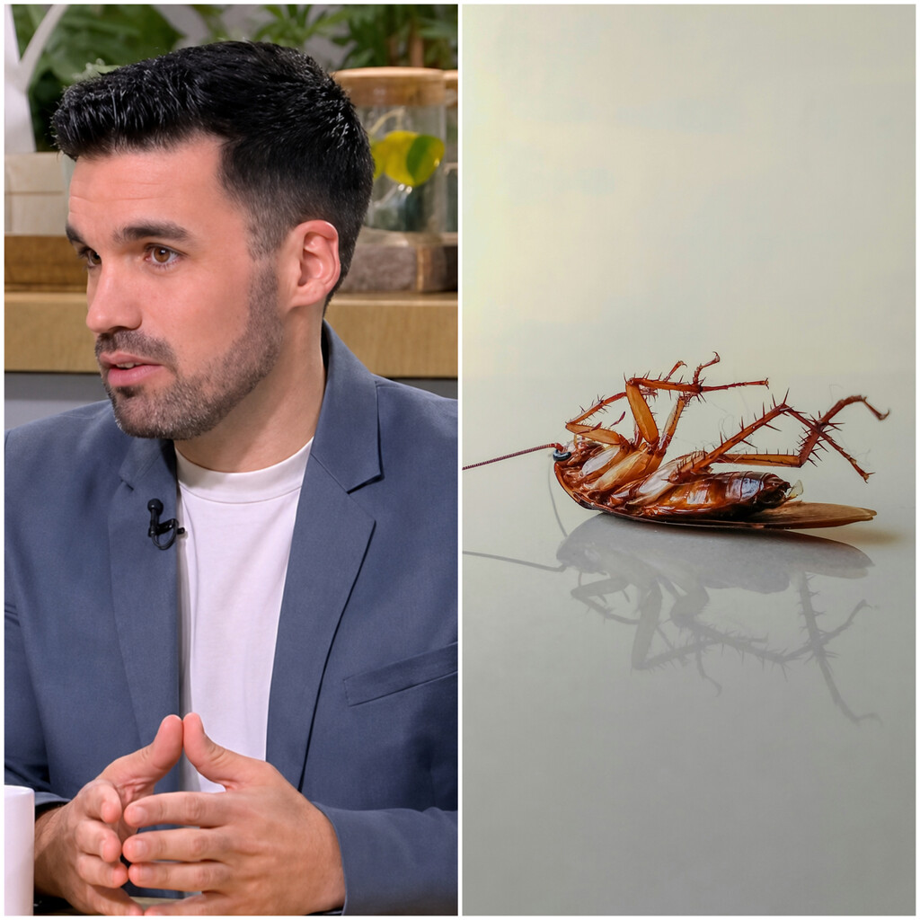 Andreu García, biólogo especialista en plagas, sobre las cucarachas ...