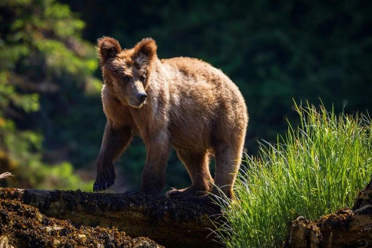 Healing body and mind in the Great Bear Rainforest in British Columbia