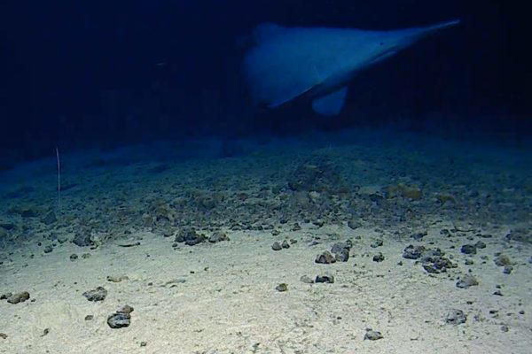 “I never thought we’d see one alive.” Deep-sea scientists just filmed ...