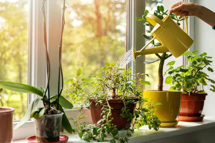 How to keep indoor plants healthy in summers: Easy and smart tips to ...