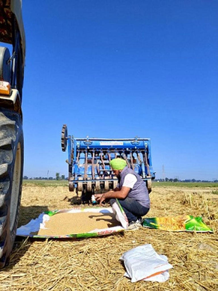 High yield, heat shield: How zinc wheat is changing the game for ...