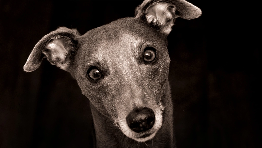 Experts outline strategies to boost dogs’ healthy lifespan