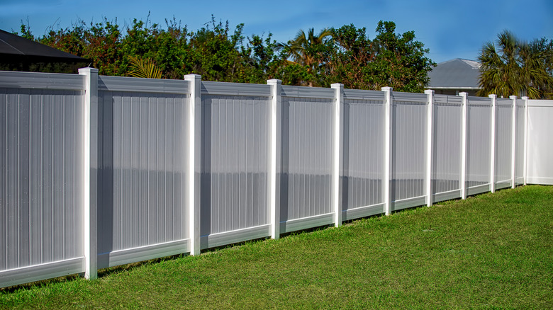 Say goodbye to fences: This evergreen tree provides natural privacy all ...