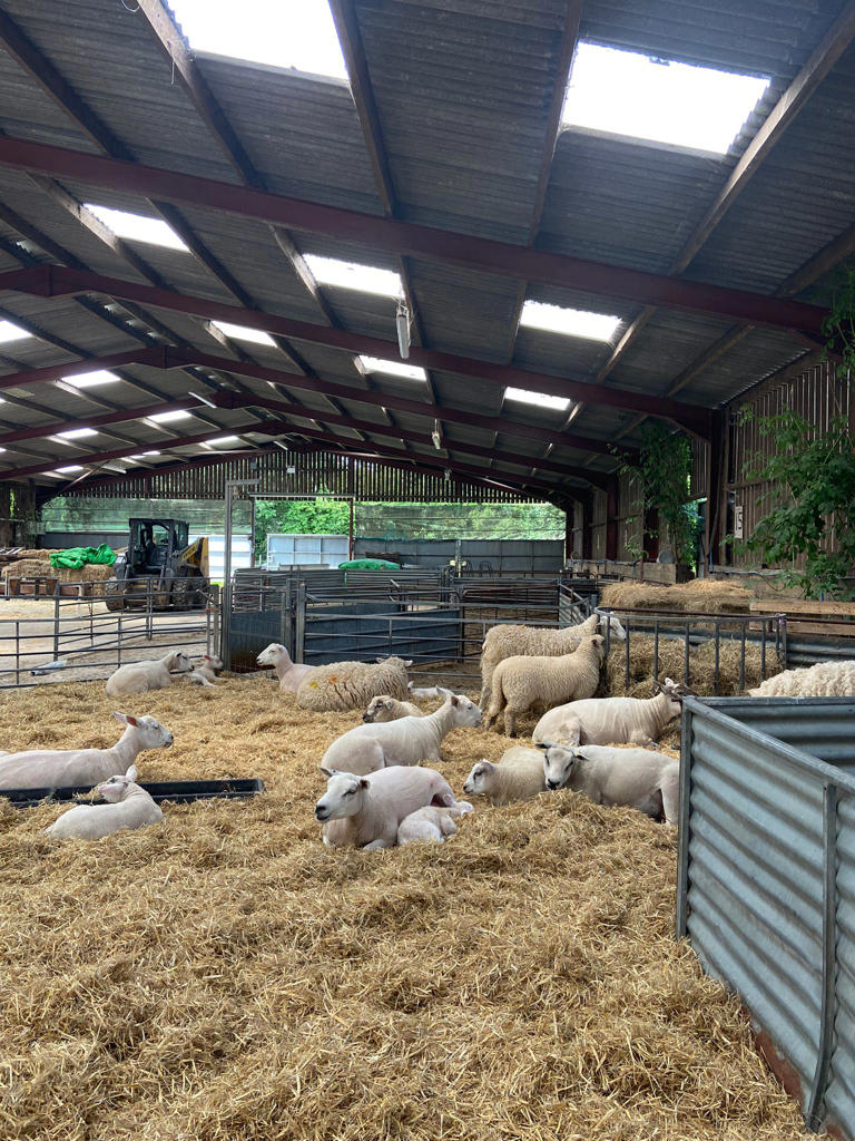 Piglets, lambs, robot milking machines and lots of fun in the sun at ...