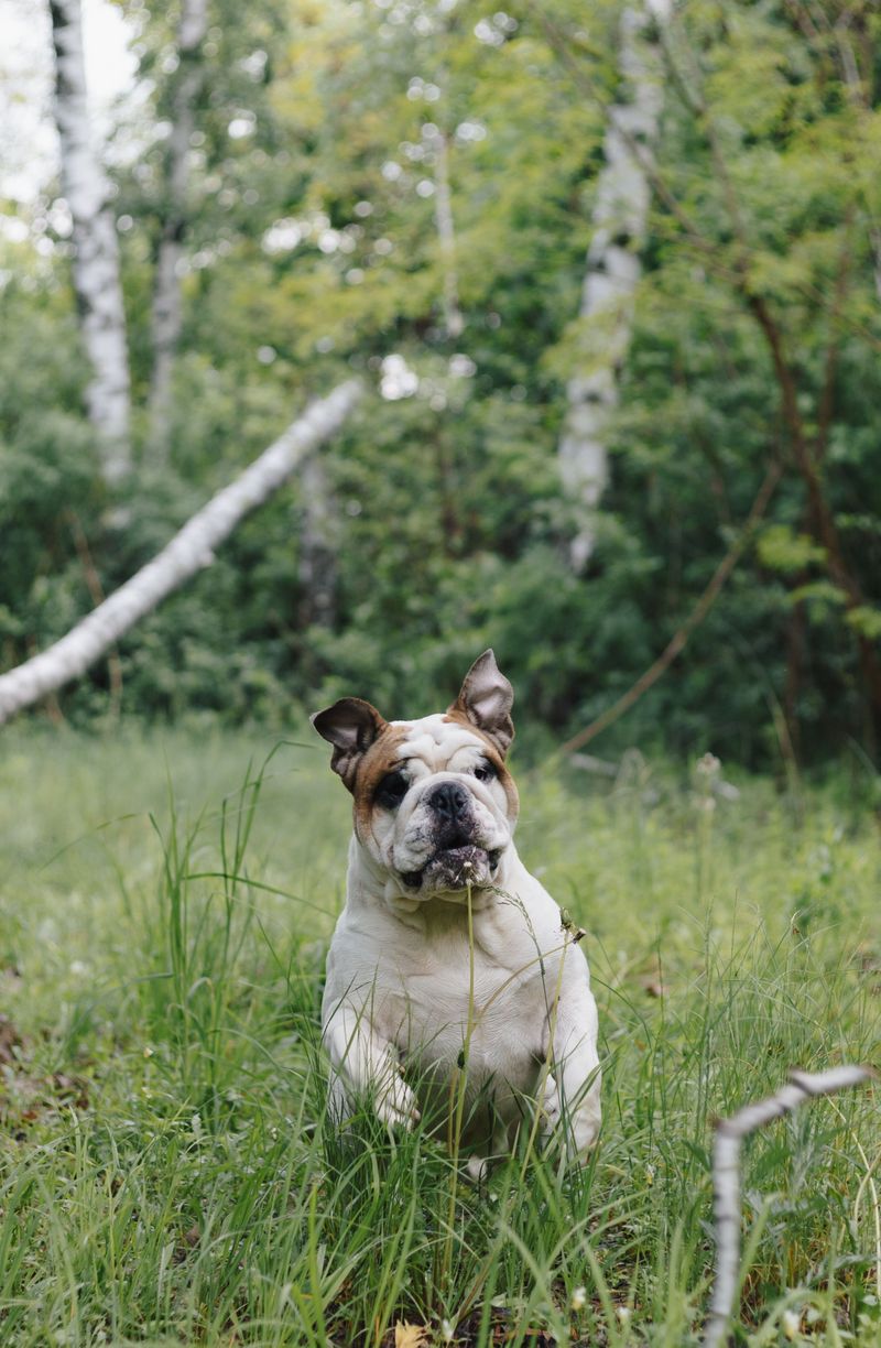 12 dog breeds that require extra caution around pools, lakes, and beaches