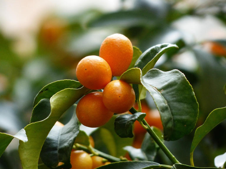The backyard orchard: 5 dwarf fruit trees perfect for small spaces