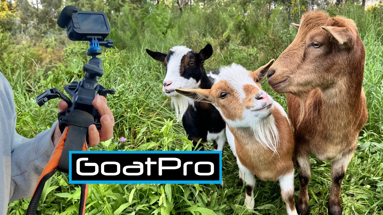 Watch fascinating farm life viewed from an animal's point of view