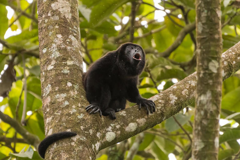 Amazonian monkeys are contracting human hepatitis B and deforestation ...