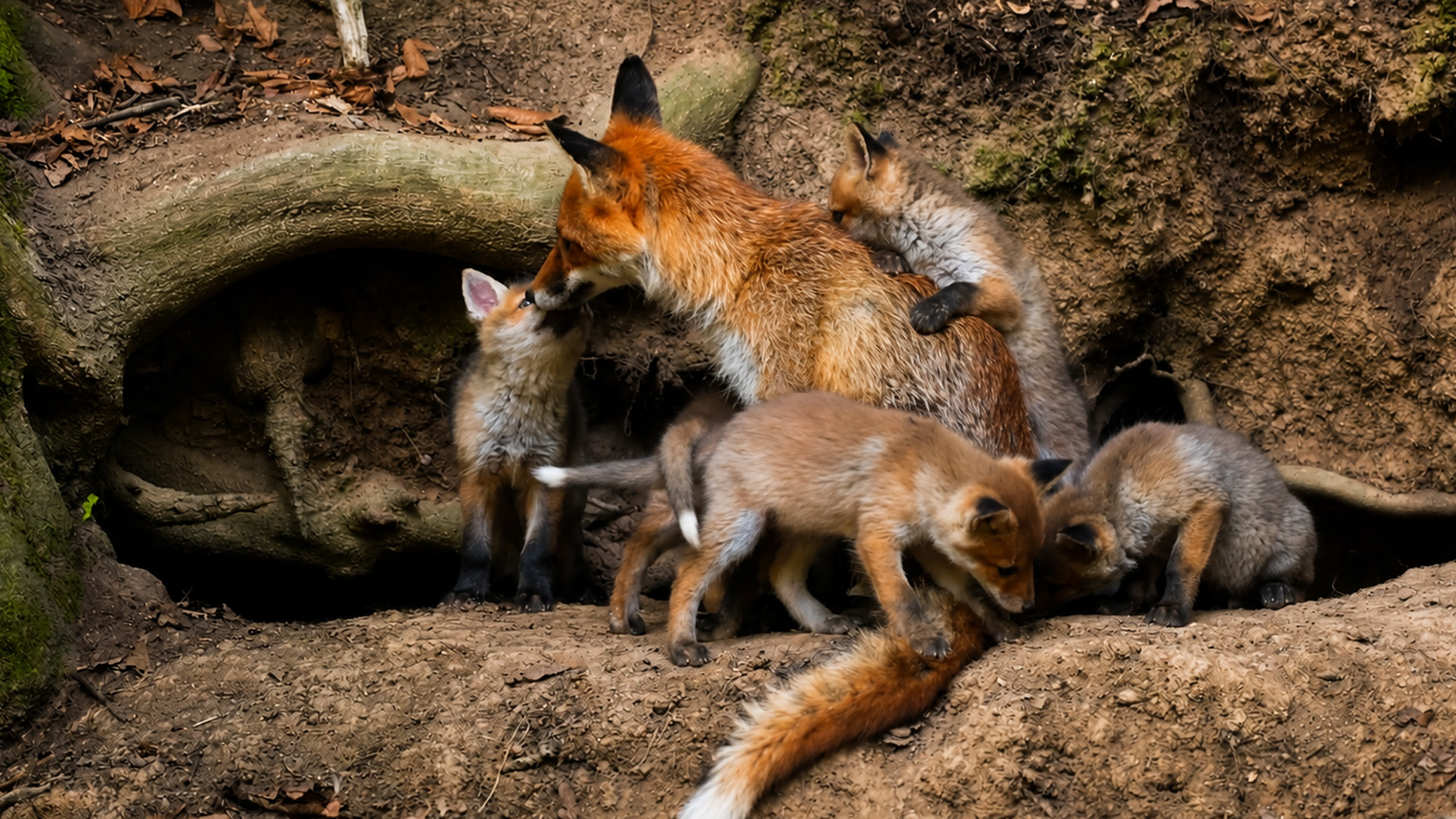 Family life of wild foxes revealed by a hidden forest camera
