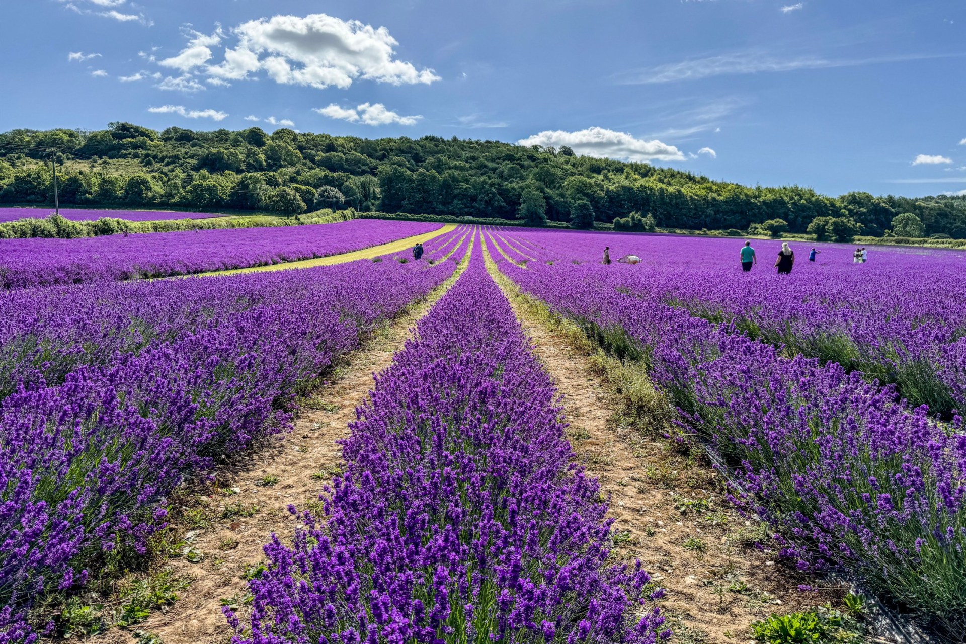 Britain’s biggest lavender farm Castle Farm opens its gates this week ...