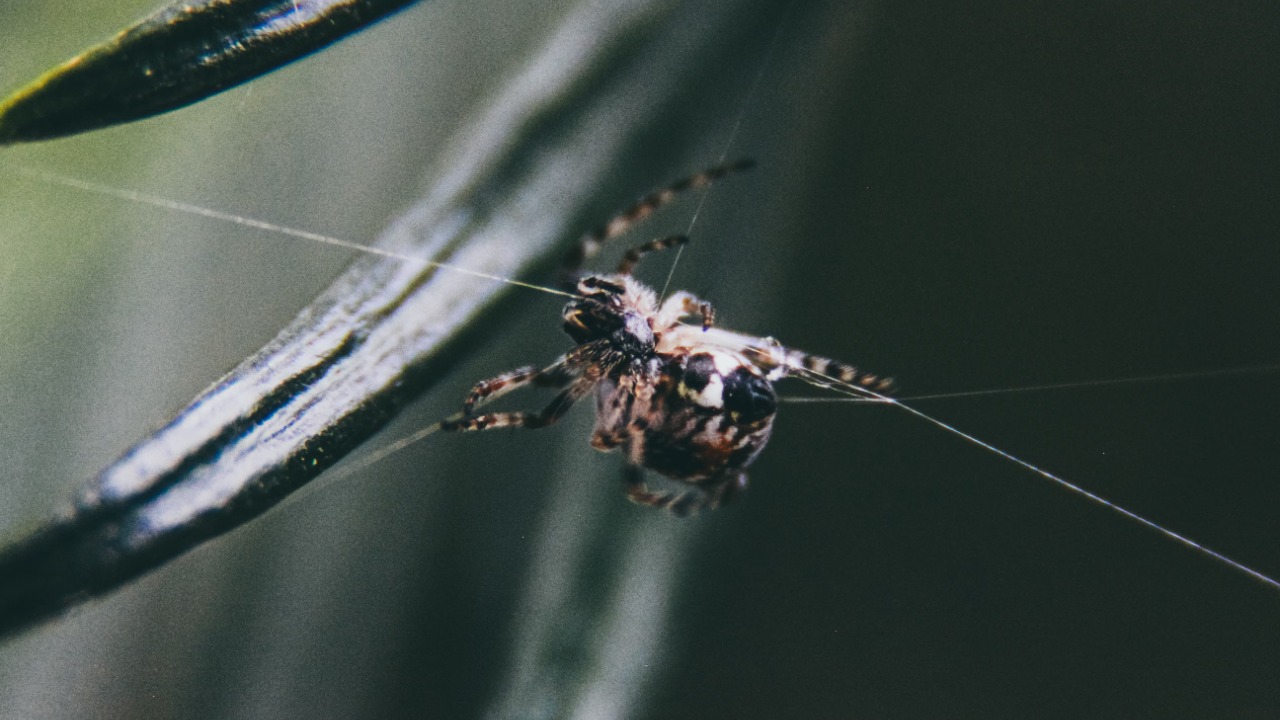 The Cyclosa spider builds fake spiders out of debris to fool predators ...