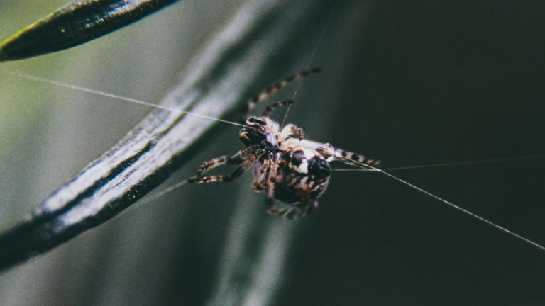 The Cyclosa spider builds fake spiders out of debris to fool predators ...