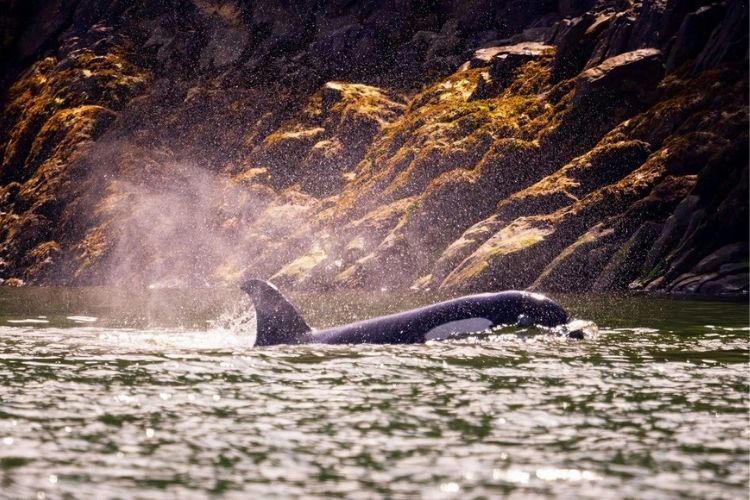 Healing body and mind in the Great Bear Rainforest in British Columbia