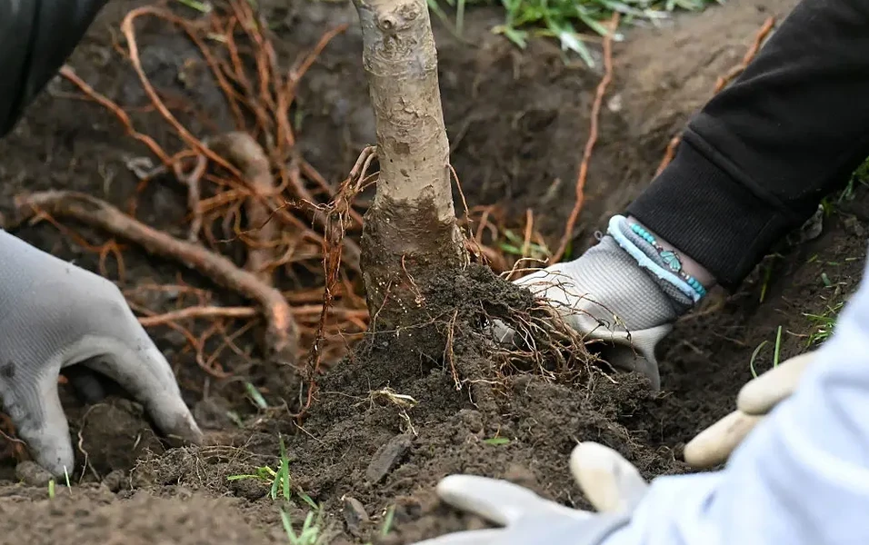Smart tree planting tips for a thriving yard