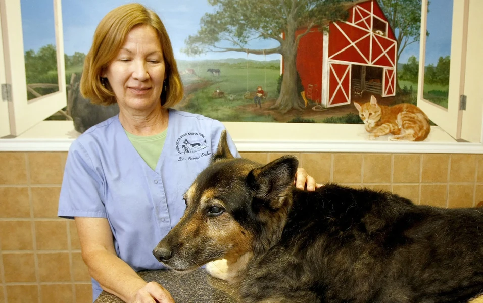 Experts outline home safety and care tips for aging large dogs