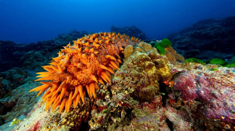 A soft ocean animal can turn hard as plastic in seconds for a reason ...