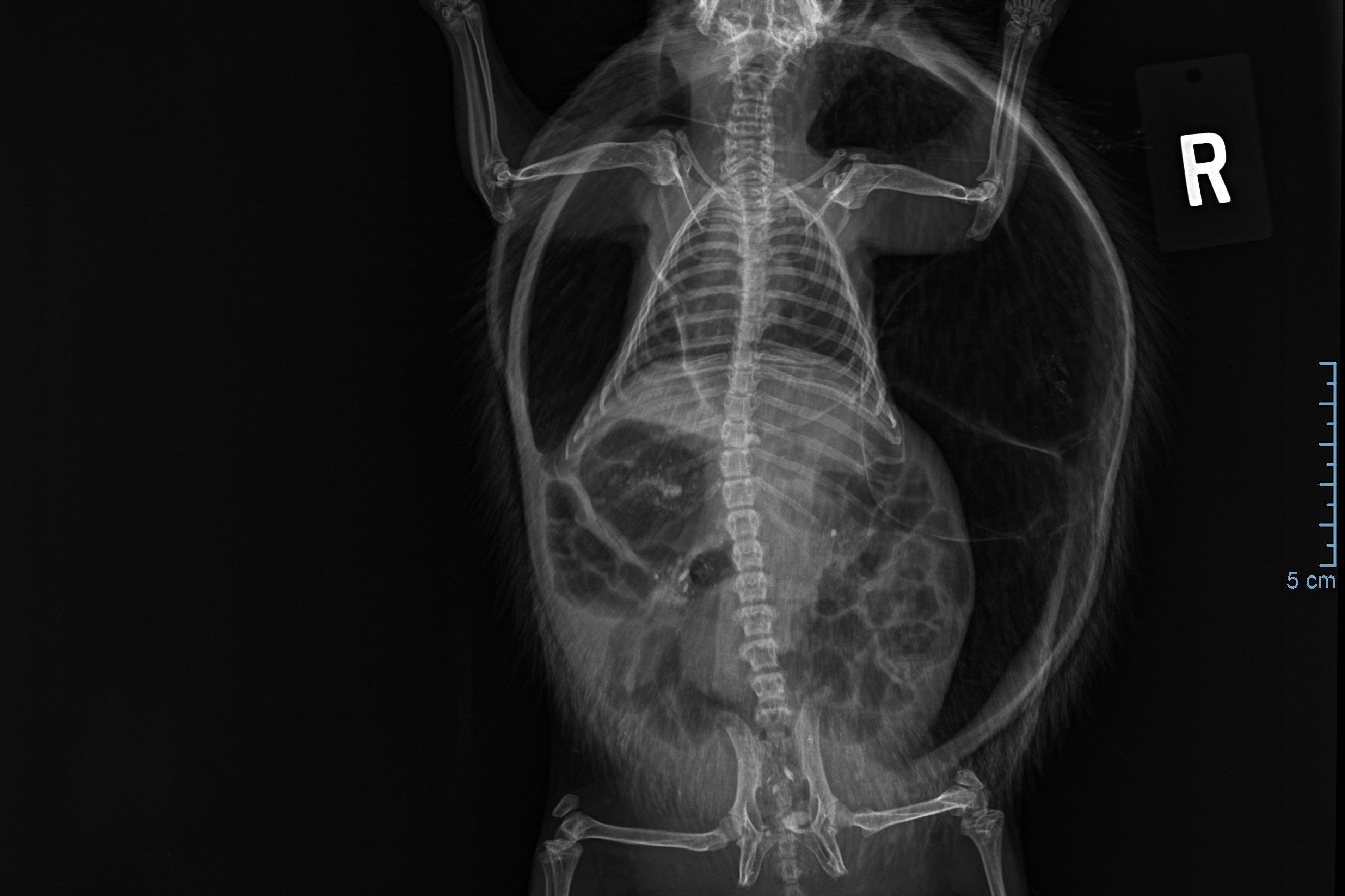 Wildlife rescue charity launches urgent X-ray appeal after vital ...