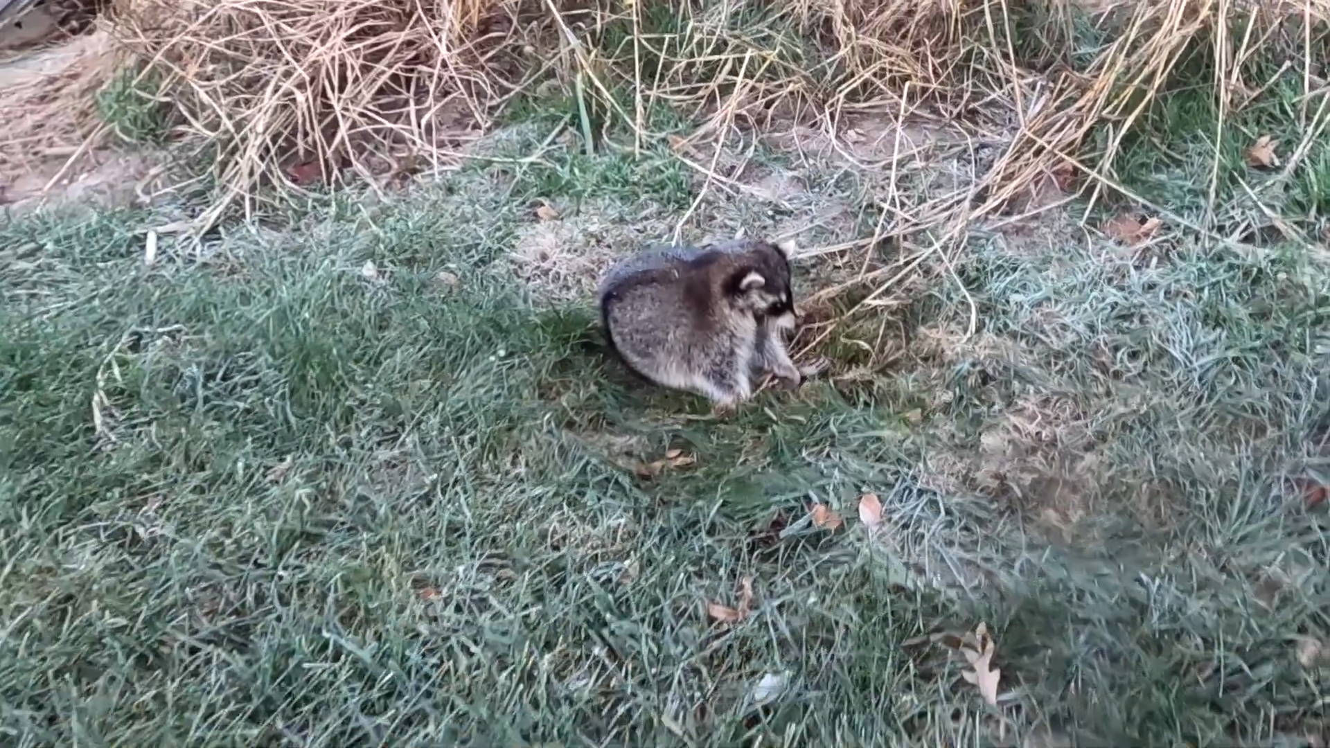 He looked out the window - then a rabid raccoon started crashing into ...
