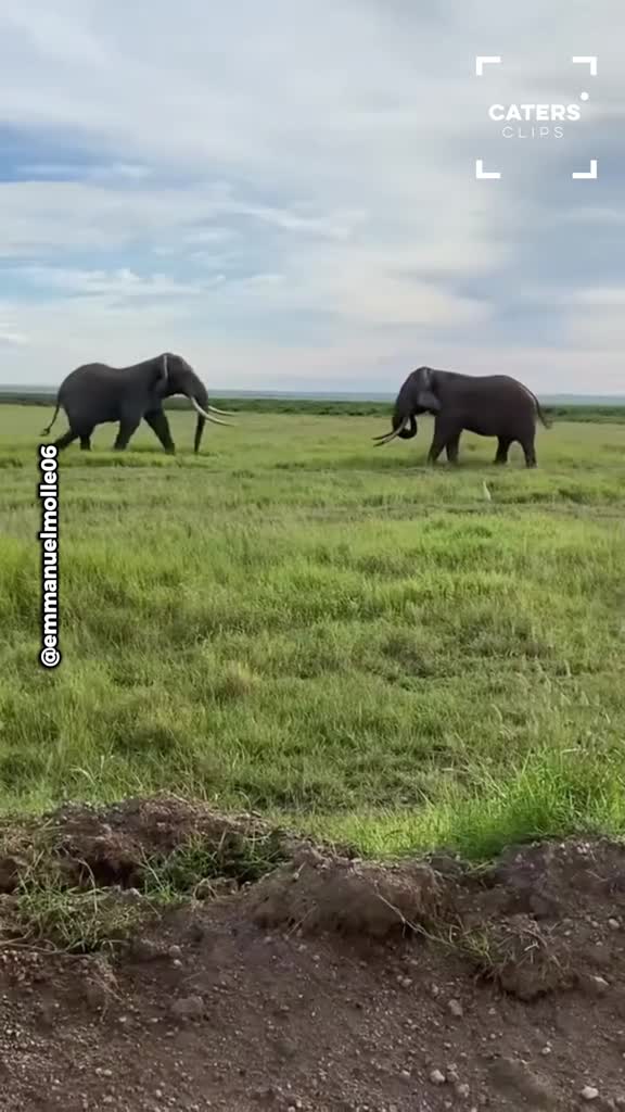 Striking footage captures powerful elephant showdown