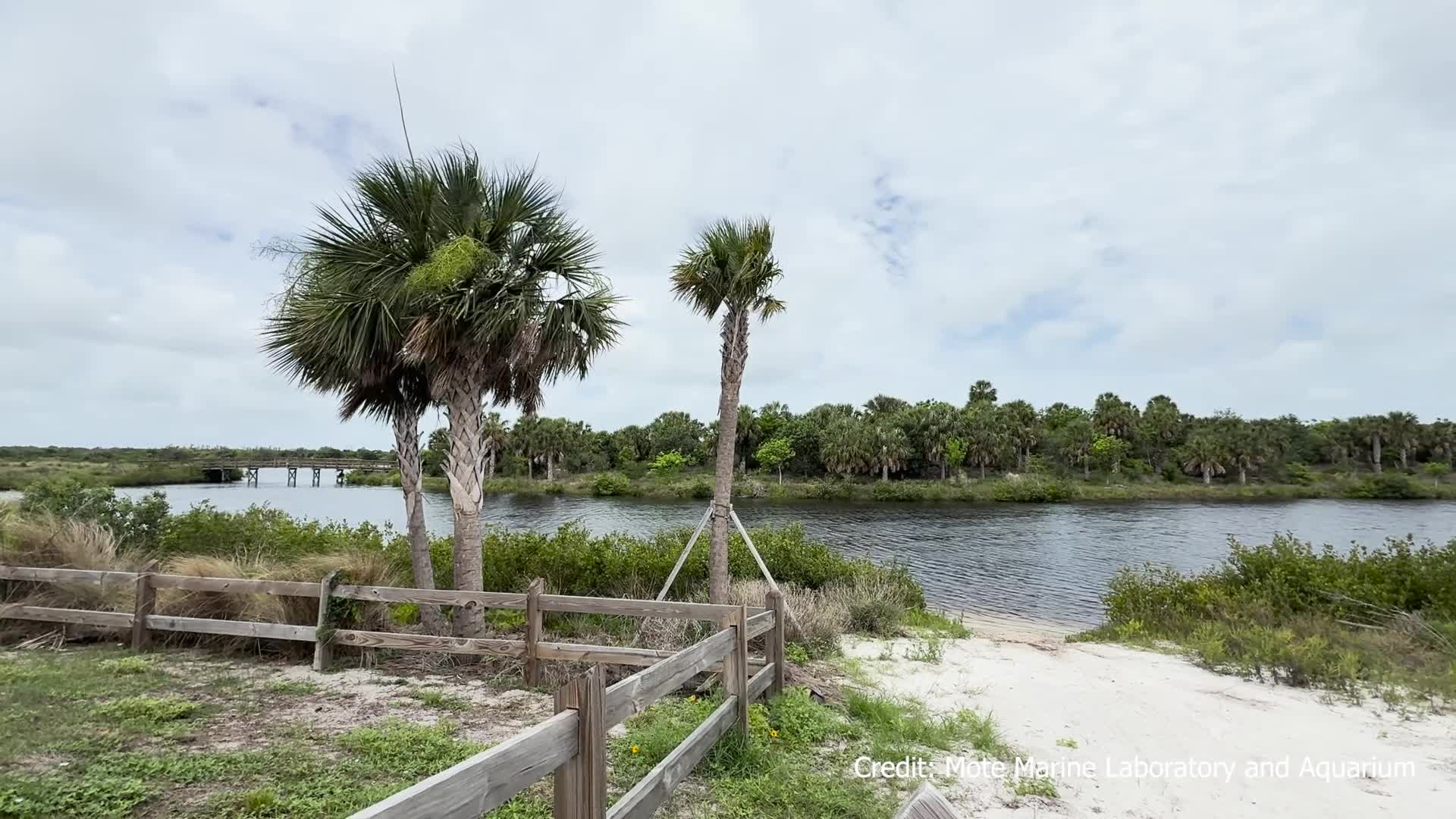 Mote Marine Laboratory releases 22K snook into Florida water