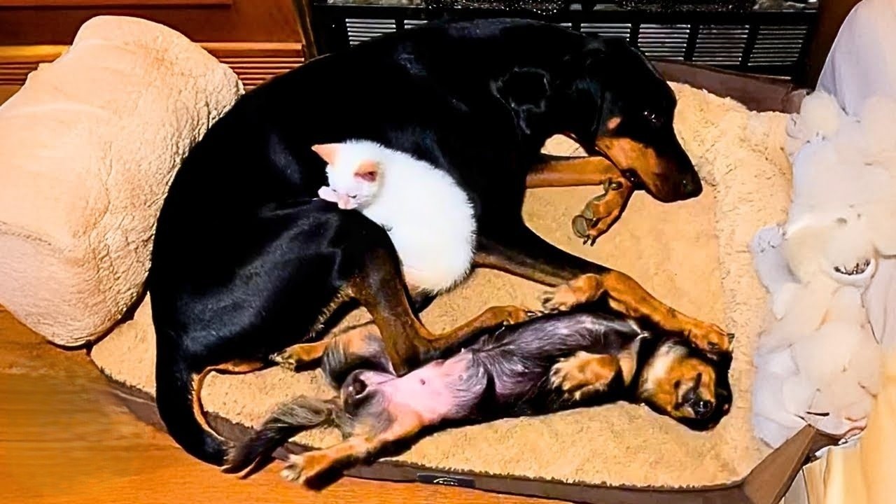 Giant Doberman falls in love with tiny kitten - and becomes his new mom