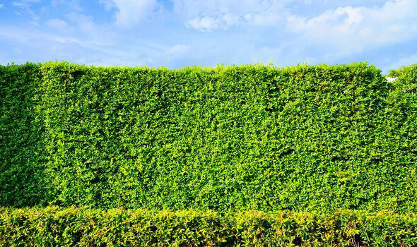 Hedges will stay green and grow bushier foliage if gardeners do 1 ...