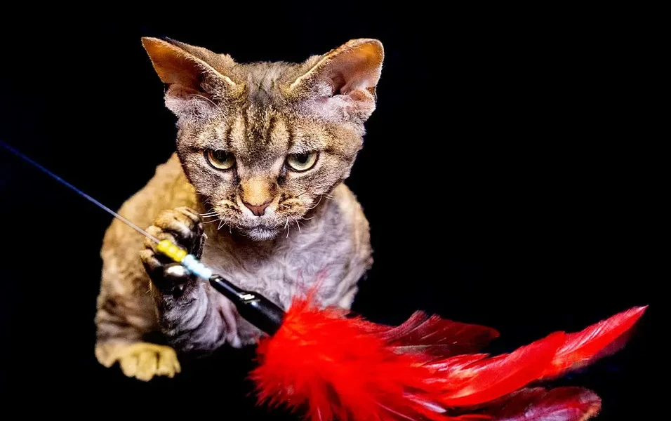 Keeping your indoor cat endlessly entertained