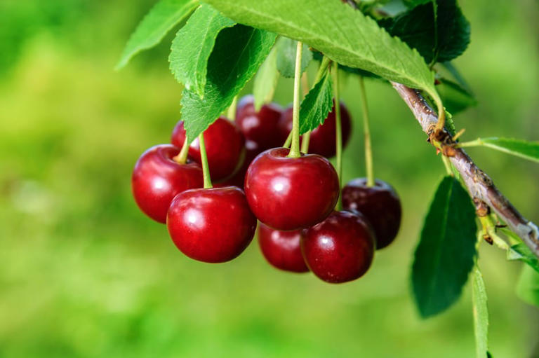 The backyard orchard: 5 dwarf fruit trees perfect for small spaces