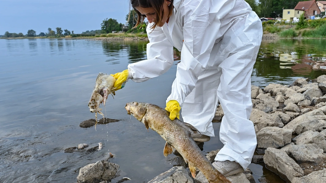 Europe’s freshwater fish decline warns of river system crisis