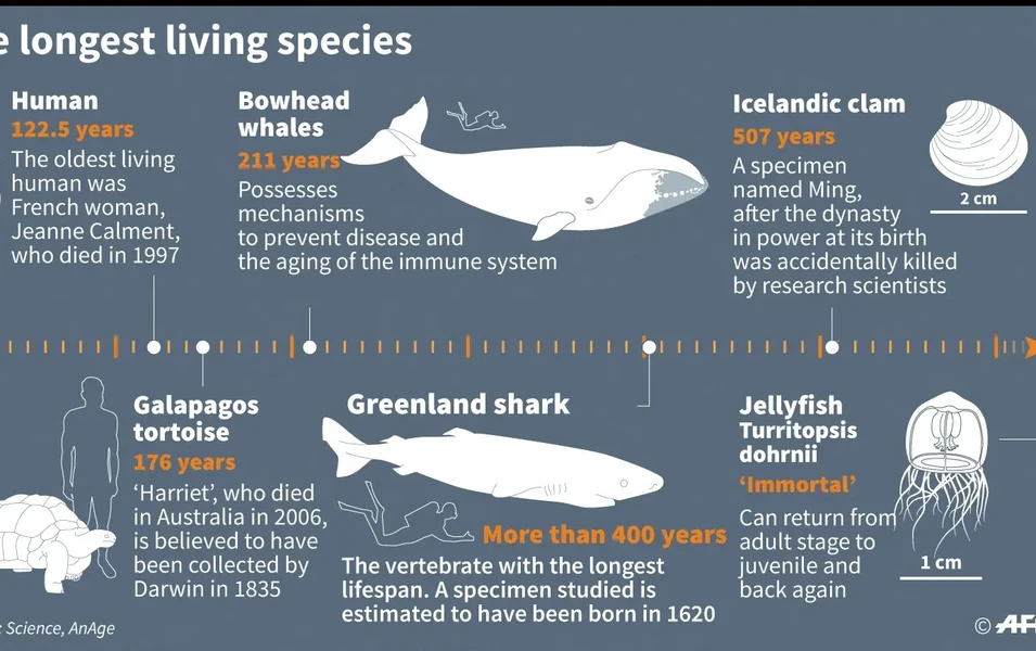 Meet the animals that outlive centuries