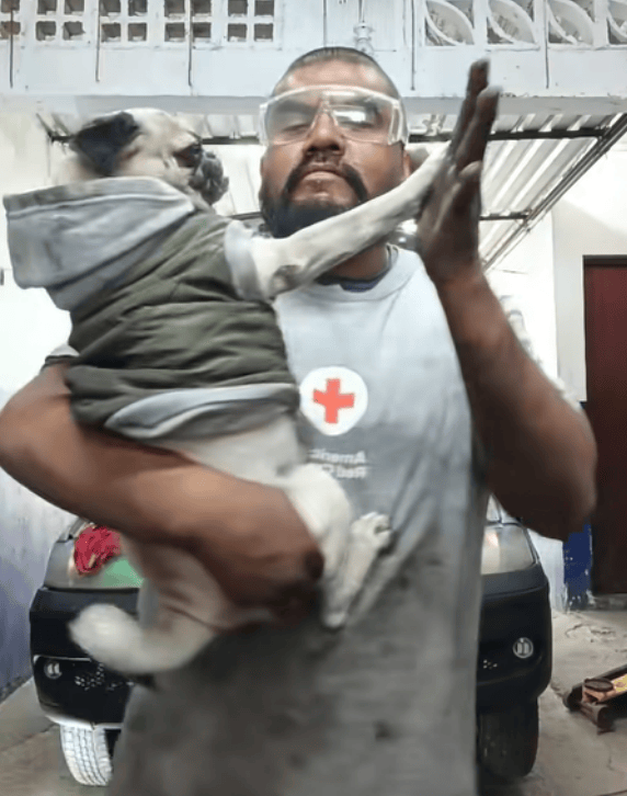 This adorable pug is the most loyal companion of a mechanic who loves ...
