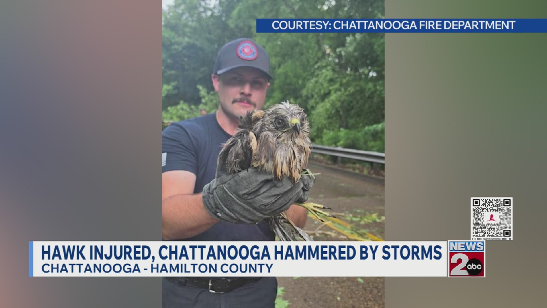 Hawk injured in Chattanooga storms
