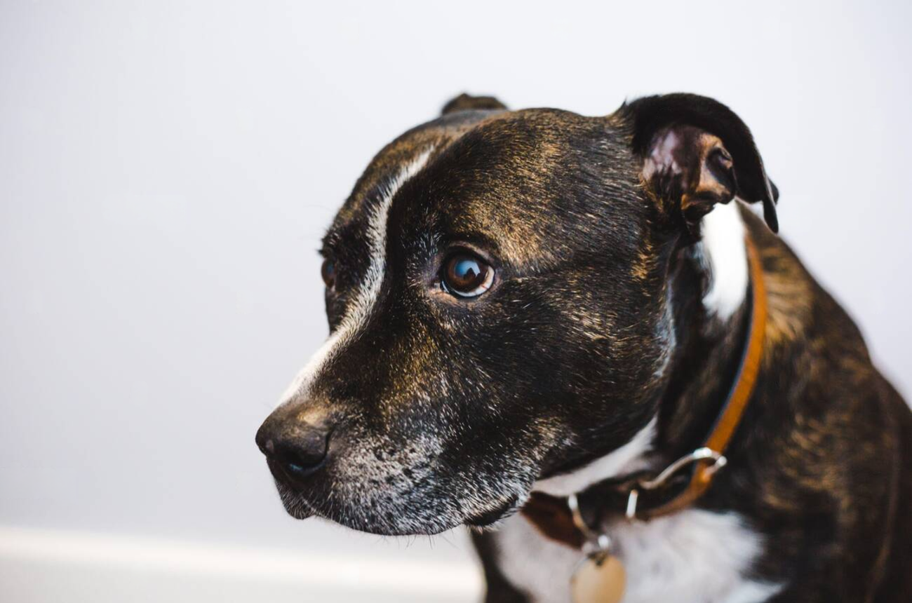 When separation anxiety in dogs turns into a health crisis